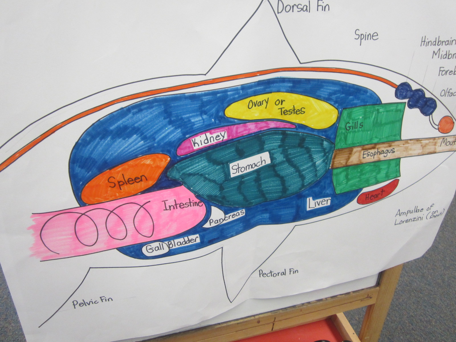 Testing the Shark Anatomy Model with Kids